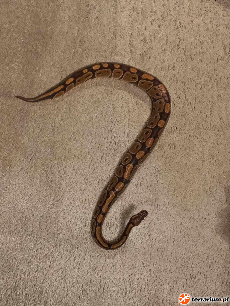 Sprzedam węże - terrarium.pl - Strona 2