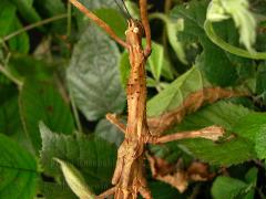 Phasmotaenia spinosa - Phasmodea - Straszyki - Gatunki - Gatunki ...