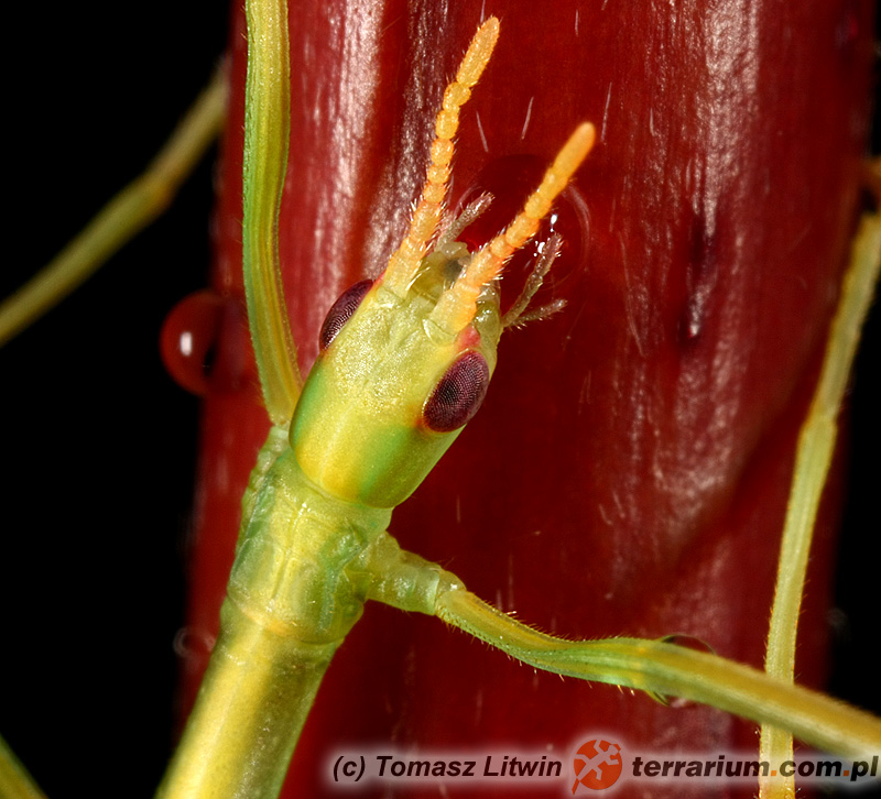 Tropidoderus Childrenii