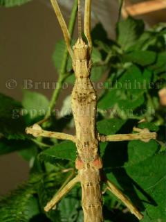 Phasmotaenia spinosa - Phasmodea - Straszyki - Gatunki - Gatunki ...