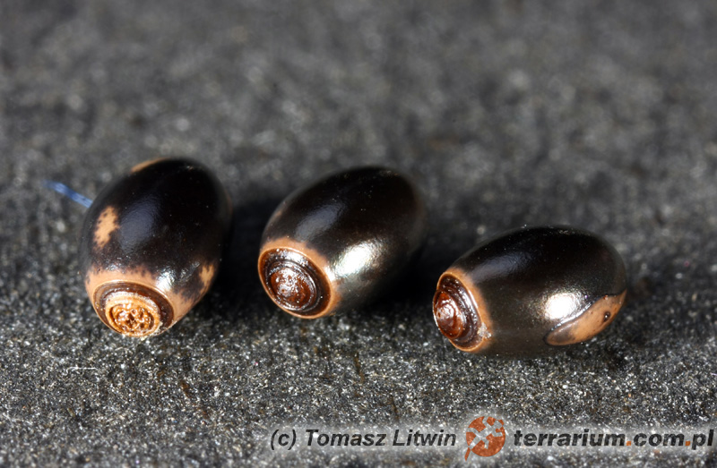 Phasmotaenia spinosa - Phasmodea - Straszyki - Gatunki - Gatunki ...