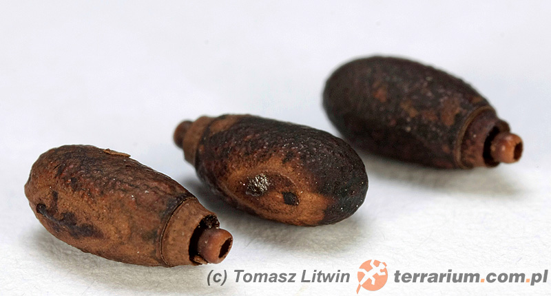 Tropidoderus childrenii - Phasmodea - Straszyki - Gatunki - Gatunki ...