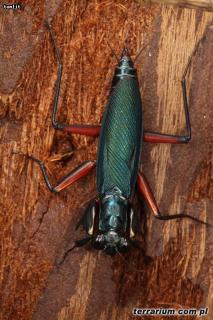 Metallyticus fallax - Mantodea - Modliszki - Gatunki - Gatunki ...